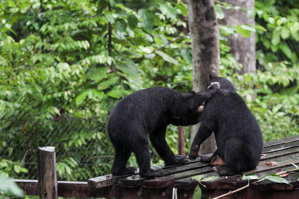 Bornean Sun Bear Conservation Centre: A New Dawn for Sun Bears