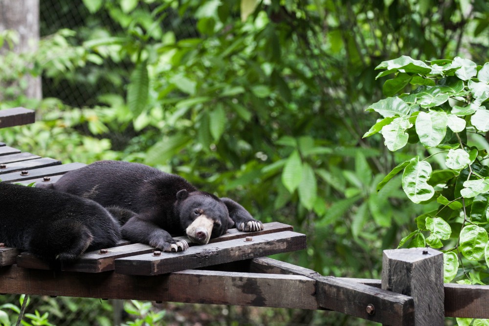 Bornean Sun Bear Conservation Centre: A New Dawn for Sun Bears