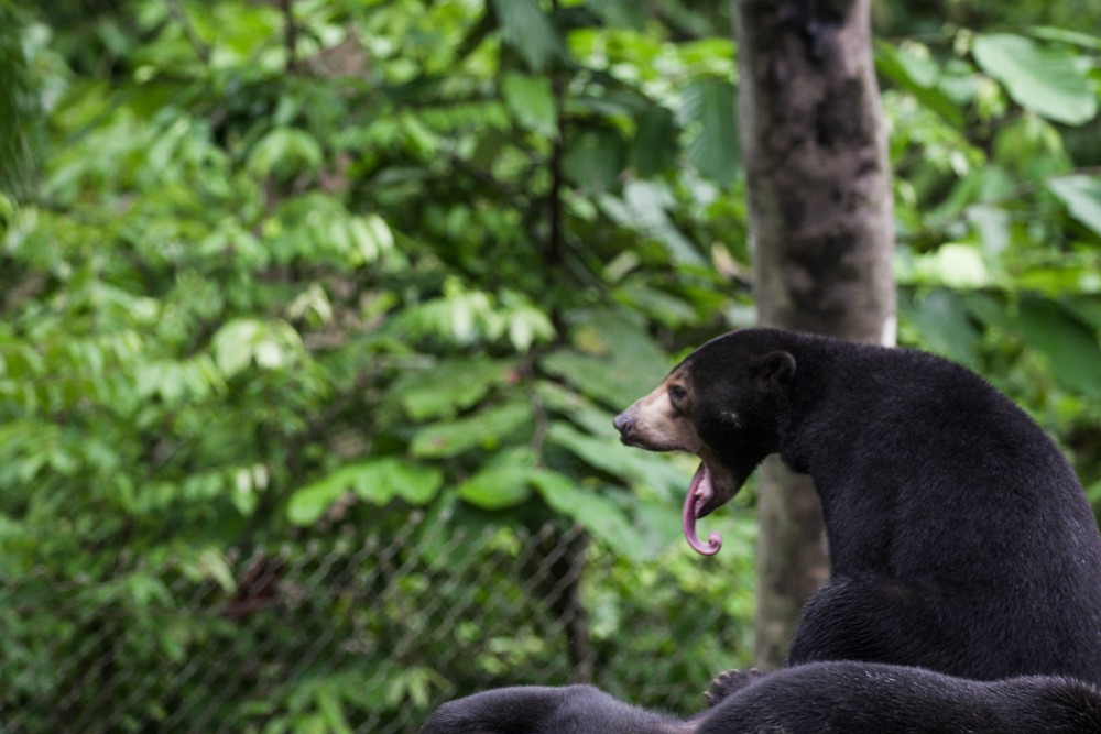 Bornean Sun Bear Conservation Centre: A New Dawn for Sun Bears