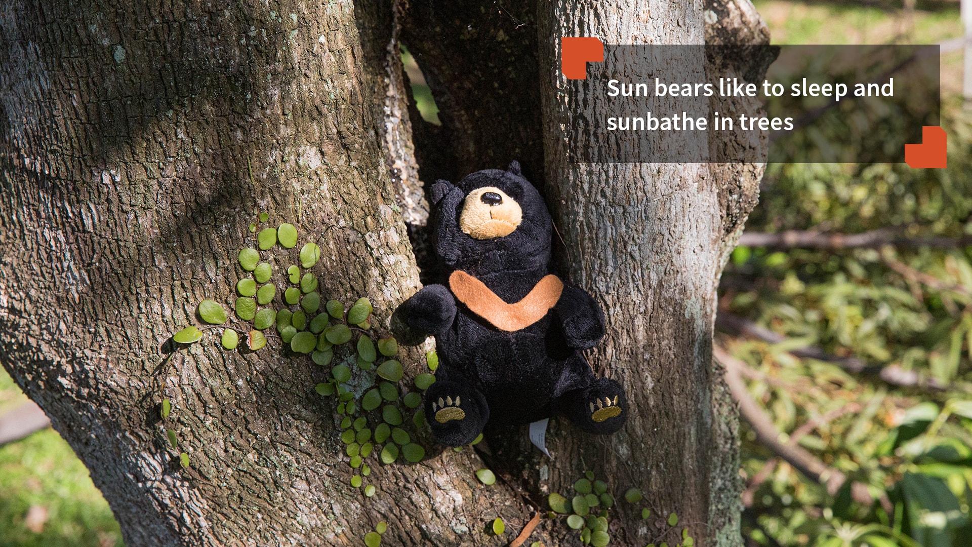 Bornean Sun Bear Conservation Centre: A New Dawn for Sun Bears