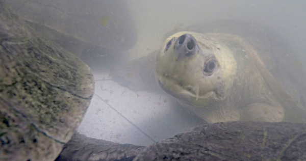 Turtle Conservation Society of Malaysia: Have You Ever Seen a Terrapin ...