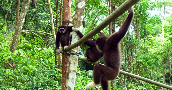 Gibbon Protection Society Malaysia: Keeping gibbons as pets? Not ...